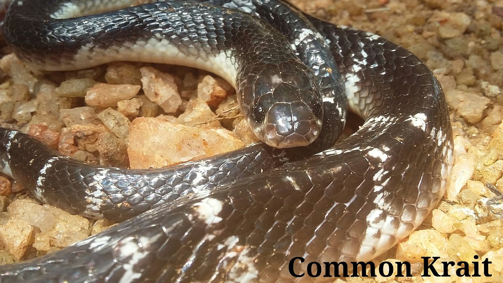 The most venomous creature in Sri Lanka ( Common Krait)