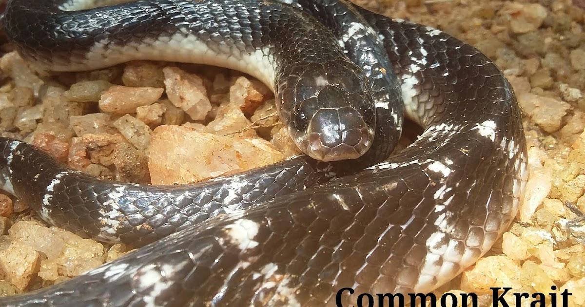 The most venomous creature in Sri Lanka ( Common Krait)