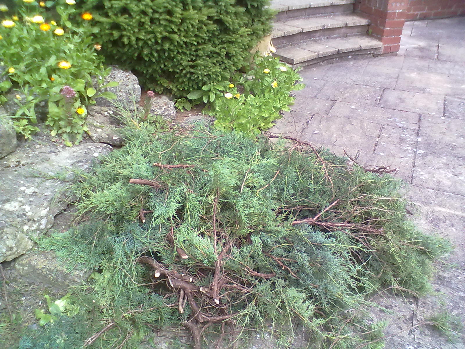 Rachel the Gardener: How to: start a Cloud pruned Juniper from scratch