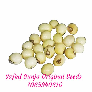 Rosary Pea Safed Gunja is Costliest Seed 7065940610
