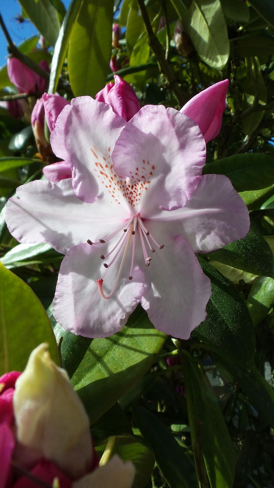 Shoreline Area News: Photo: Sun-kissed rhodie