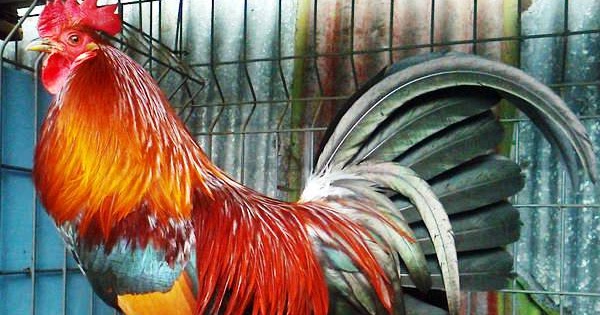 The Golden Rooster DERBY DE GALLOS DE COMBATE