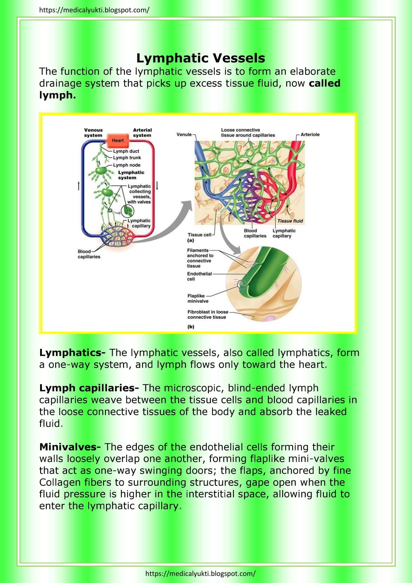 Lymphatic System Anatomy Physiology - Medical Yukti