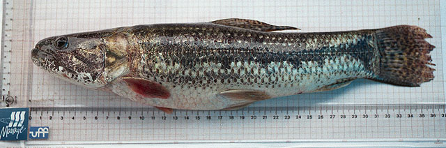 Artes de Pesca: VAMOS A PESCAR TARARIRA