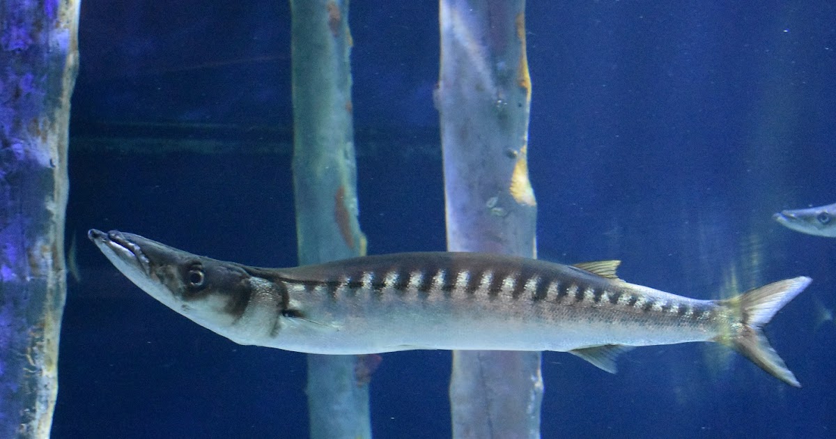 ZOOTOGRAFIANDO (6.100 ANIMALS): ESPETÓN / EUROPEAN BARRACUDA (Sphyraena ...