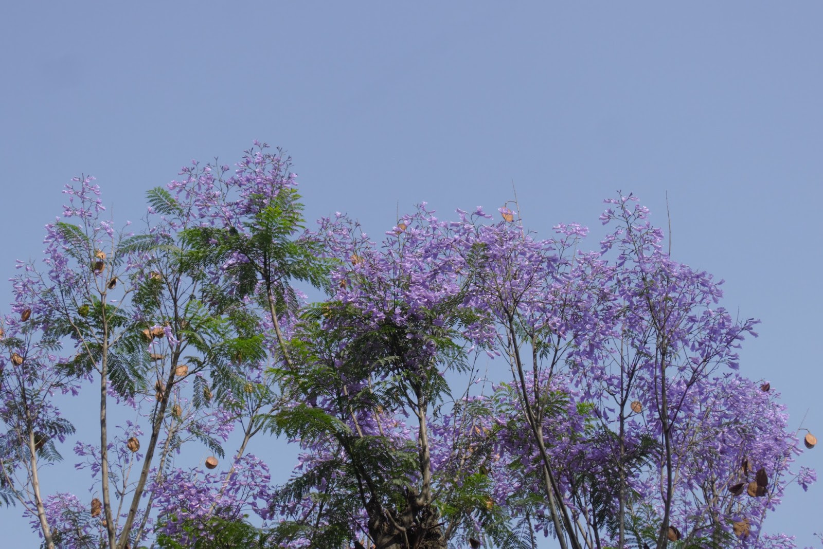 travelling with Lens: Shirish ko phool