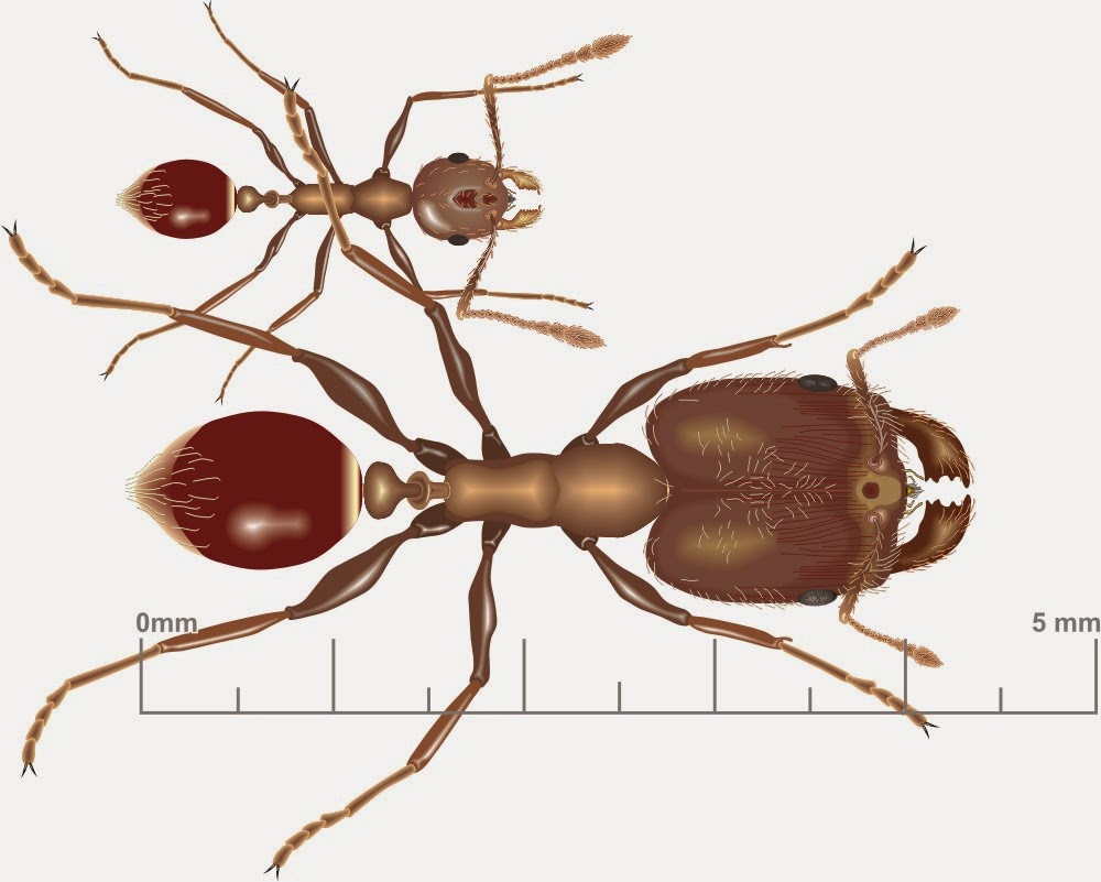 - Ants of Southern Africa -: Ants up to about 5 mm long