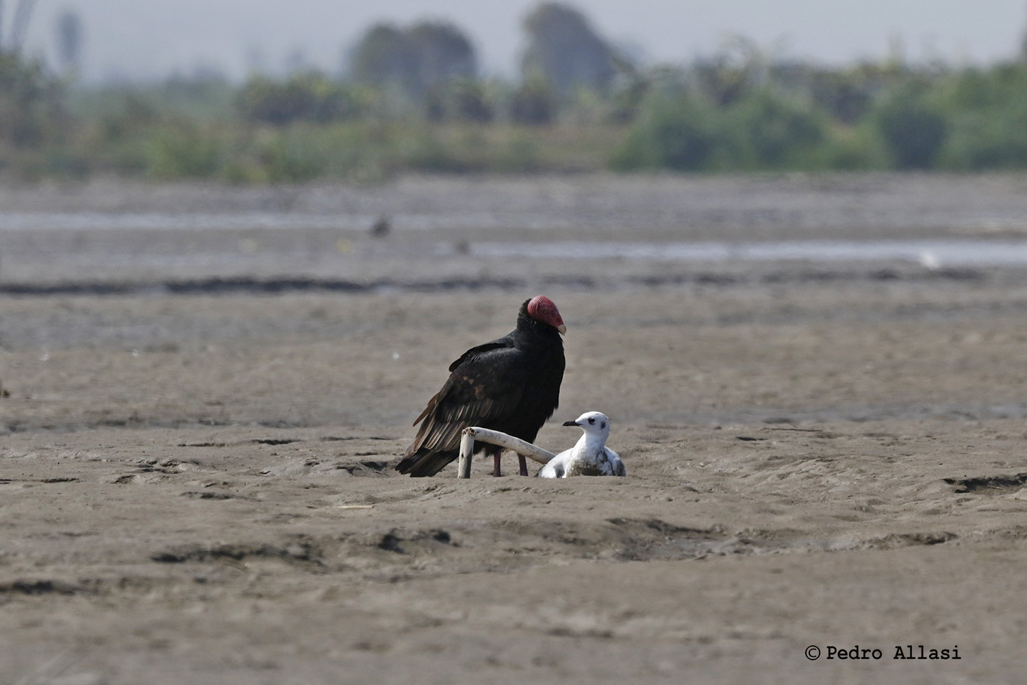 AVES DE AREQUIPA , Pedro Allasi: Gallinazo de Cabeza Roja