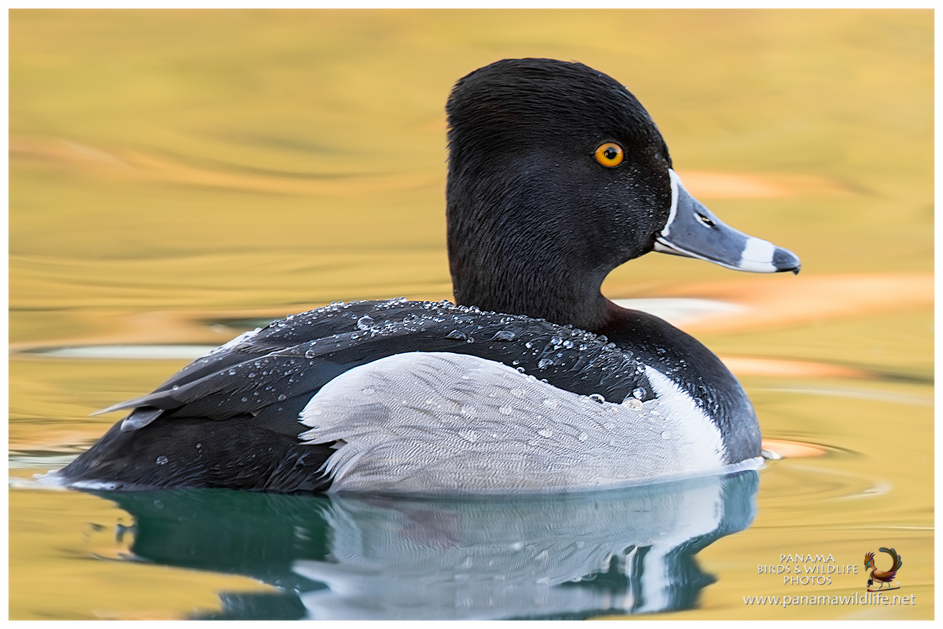 Some rare and uncommon migratory birds for Panama, in pictures