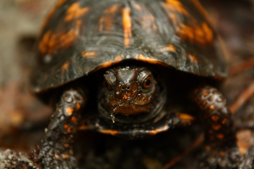 ART Evolved: Life's Time Capsule: The Turtle Gallery