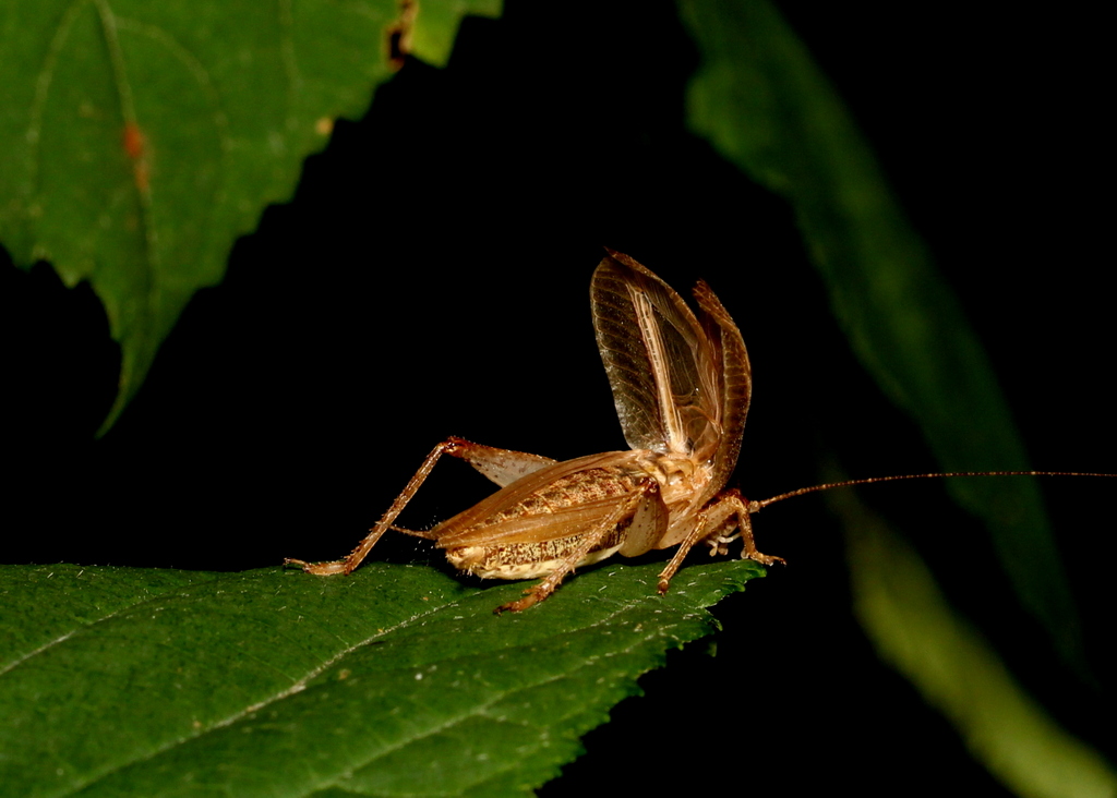 Listening in Nature: Cricket Songs: General Characteristics of Pitch ...