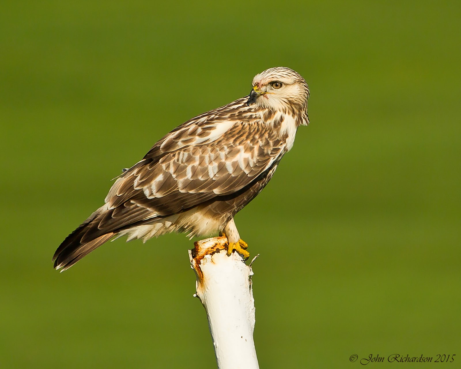Old Man of Minsmere aka John Richardson: Very Showy Rough-legged ...