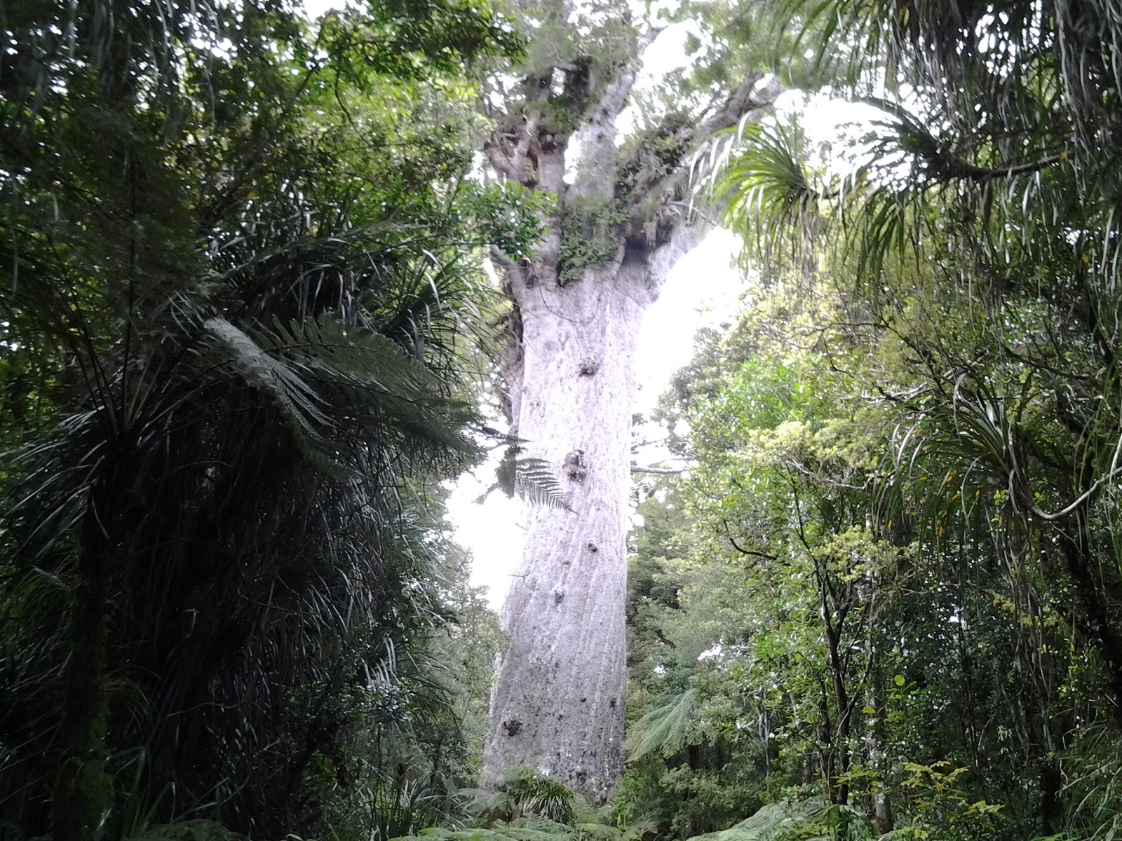 Part of the Past NZ History: Kauri felling and logging Tairua Valley