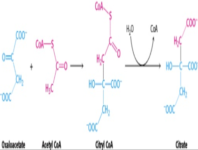Fan of biology: Citric acid cycle