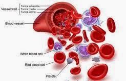 Fungsi Dan Nilai Normal Hemoglobin Sel Darah Merah - Mata Fariz