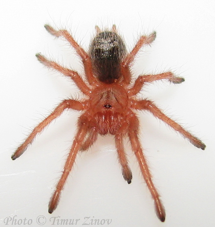 МИР ПАУКОВ: Grammostola rosea (RED form)