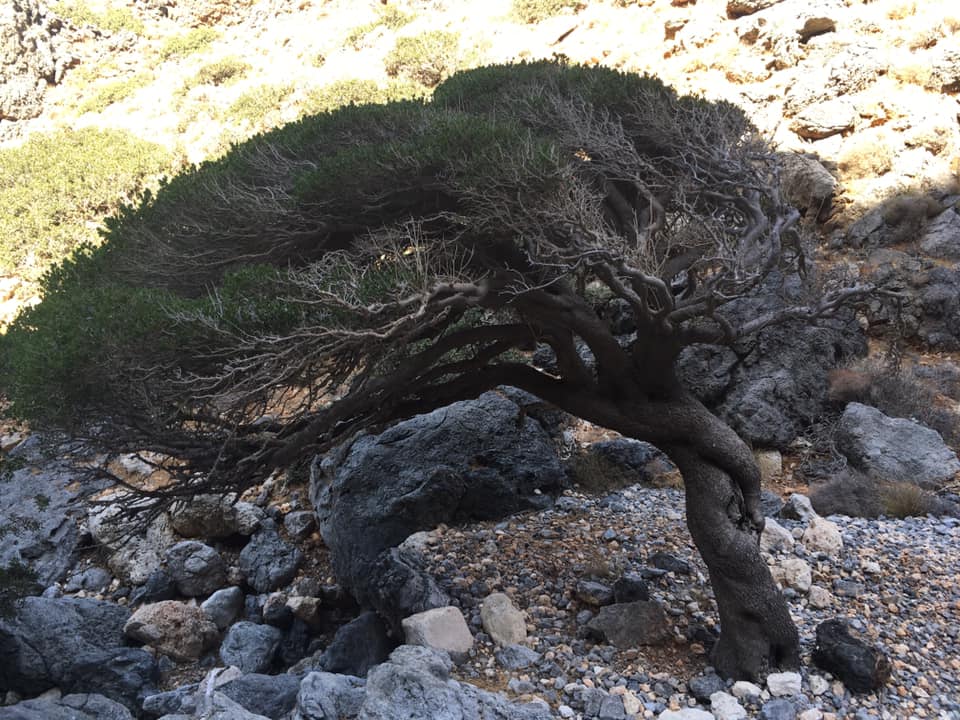 ΟΡΕΙΒΑΤΙΚΟΣ ΣΥΛΛΟΓΟΣ ΑΓΙΟΥ ΝΙΚΟΛΑΟΥ: Πεζοπορία ΧΙΟΝΑ-ΣΚΙΝΙΑΣ-ΚΑΡΟΥΜΕΣ ...