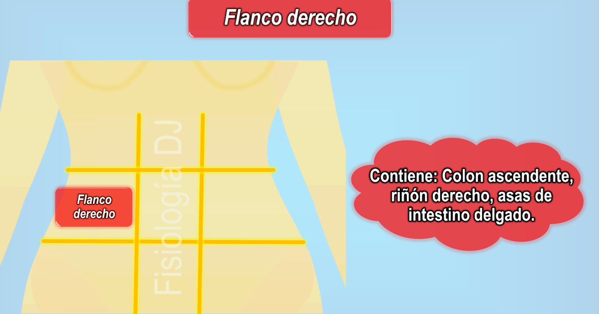 Fisiología DJ: Anatomía: Flanco derecho