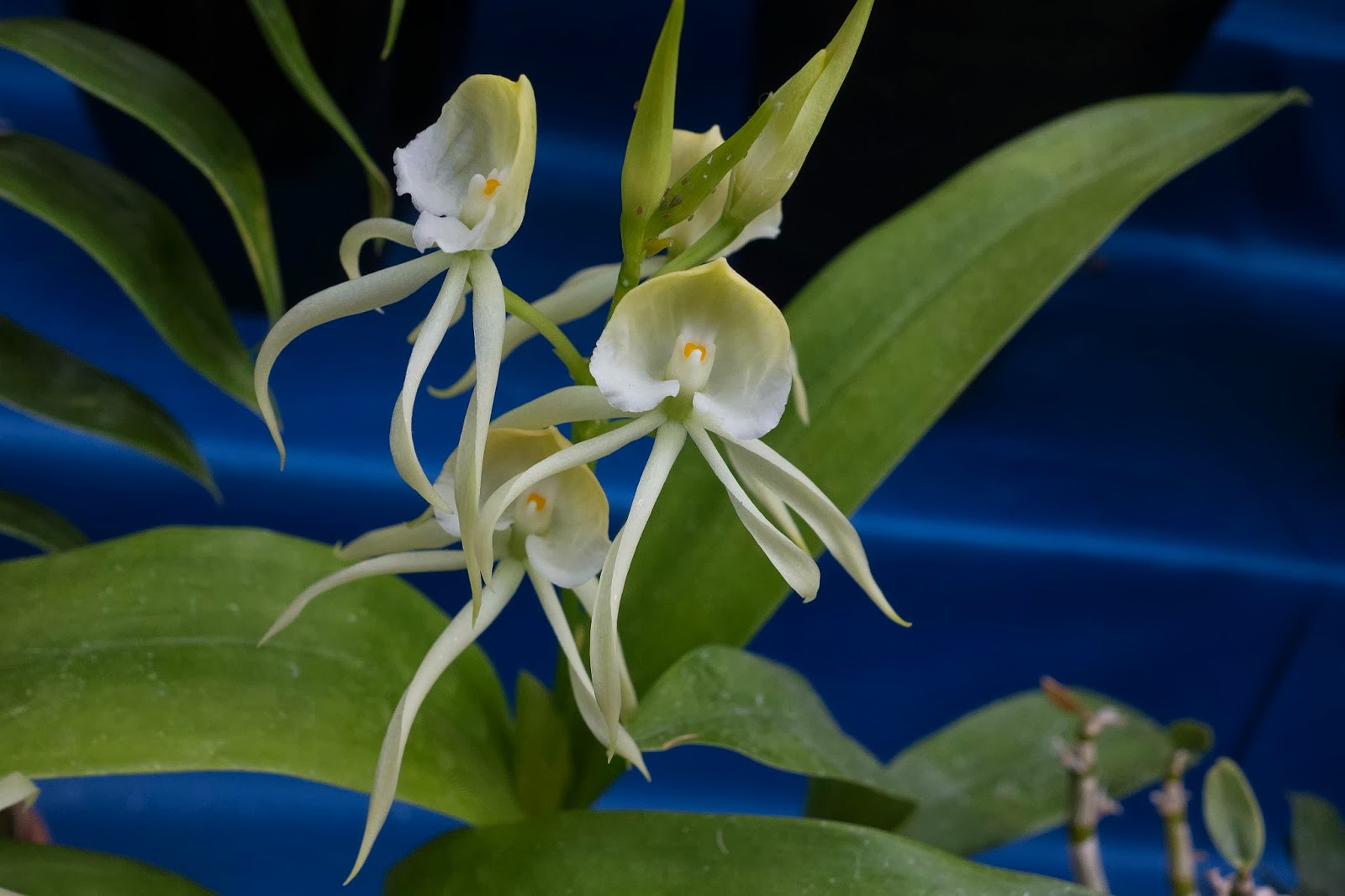 Orchid Gallery-蘭: Prosthechea cochleata f, album