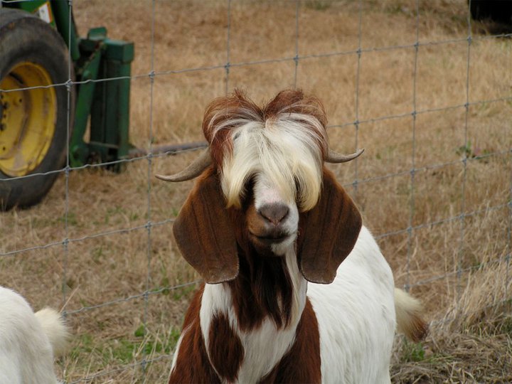 Hey Daydreamer :): Goat with Bangs :))