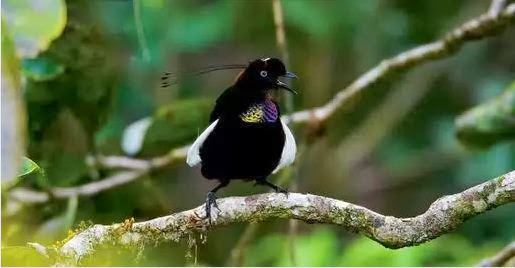 Burung Surga Dari Indonesia - UNIKLOPEDIA