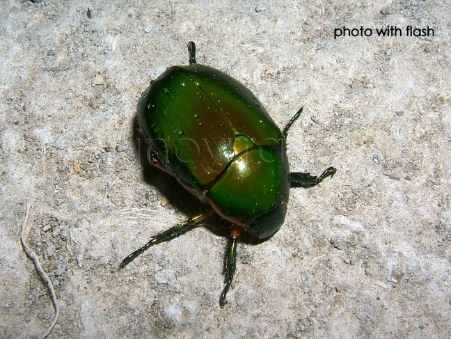 Green Beetle In Taysan