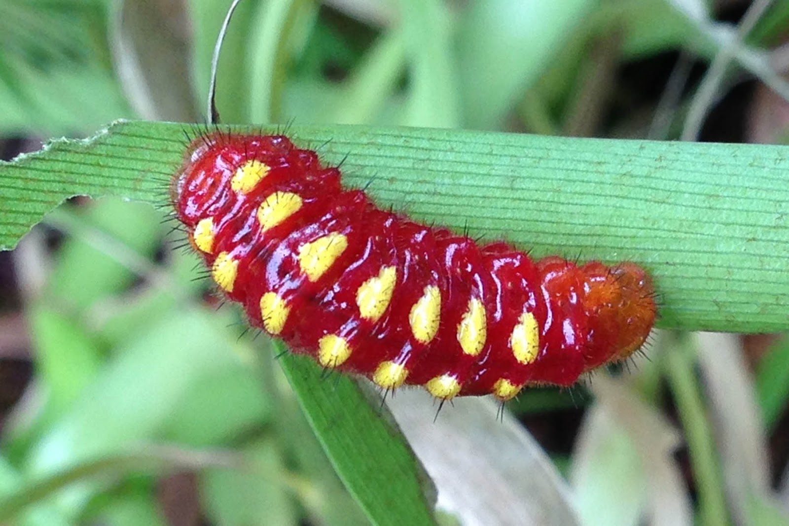 Hipster Birders: Atala: A Butterfly Back from the Brink