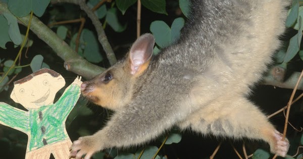 Possum TV: Flat Stanley visits the Possums