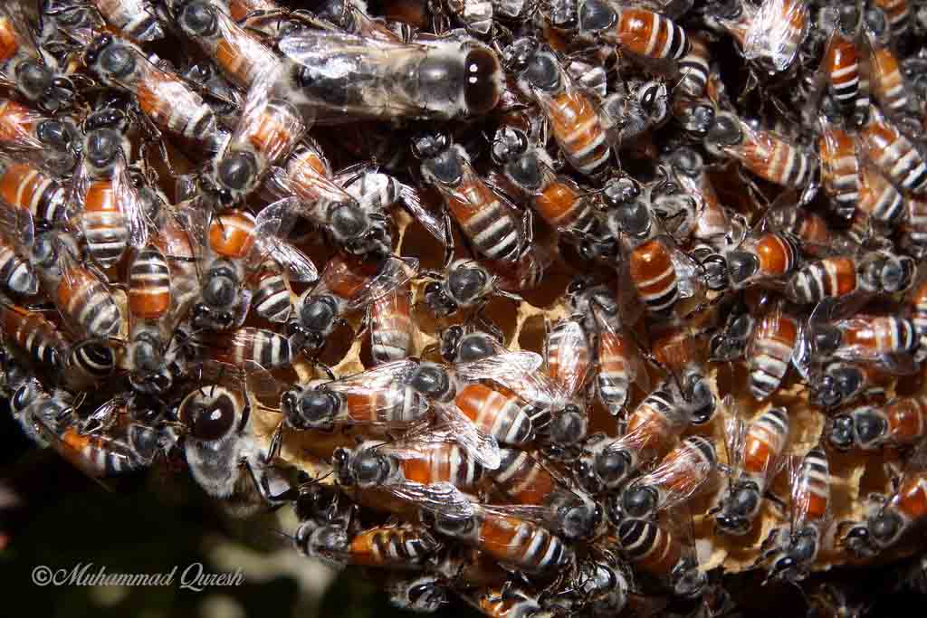 Red Dwarf Honey Bee-Apis florea | Nature, Cultural, and Travel ...