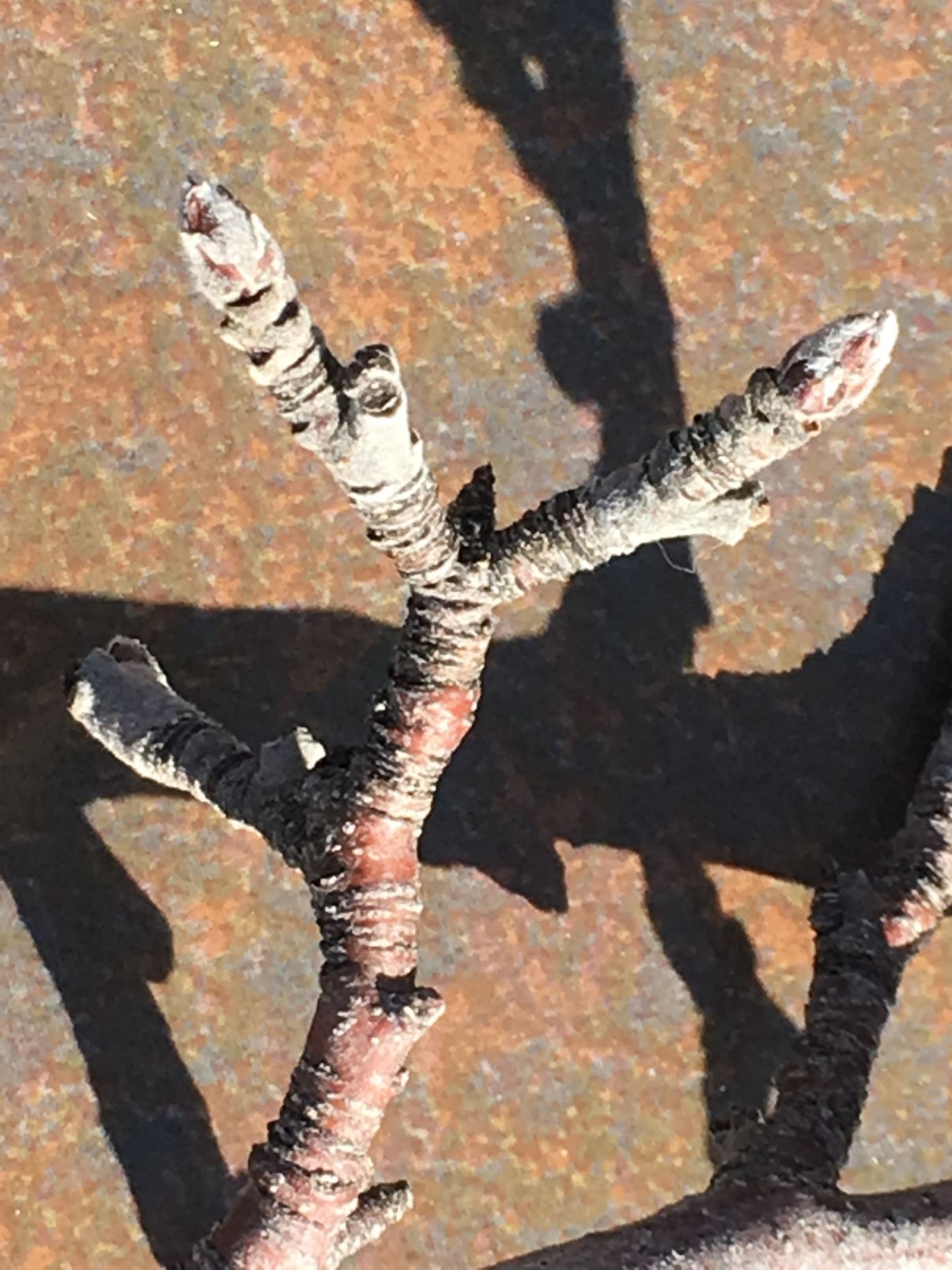 Fruit Tree Pruning at Its Best: Lesson 2: Fruit Tree Anatomy