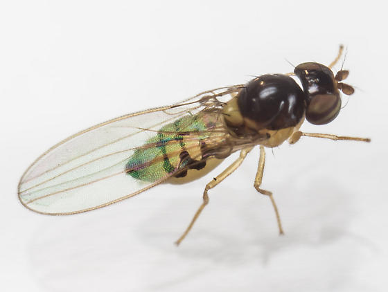 Variety of Life: Asteiidae