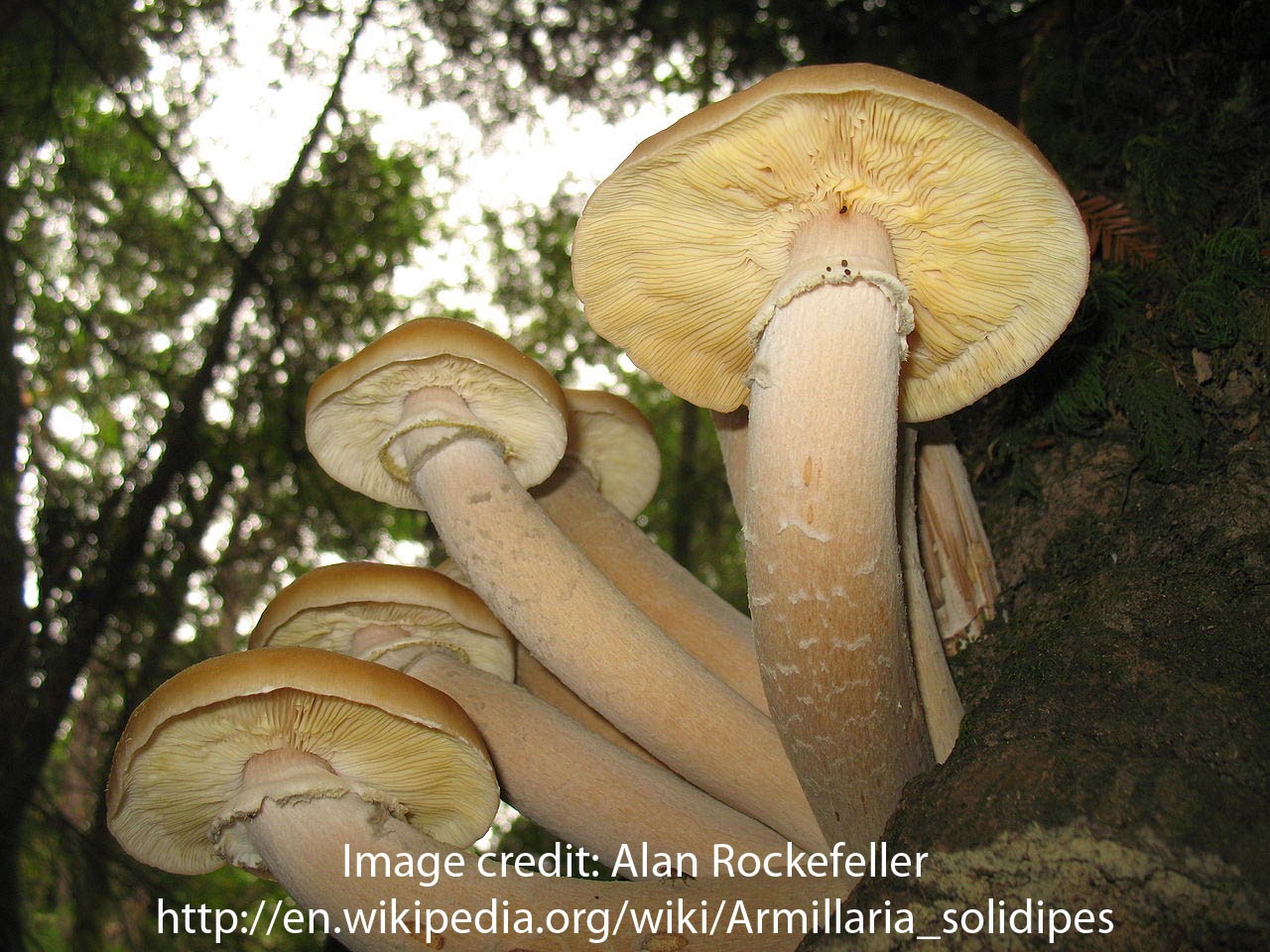 Bizarre Creature of the Day: Creature 182: Armillaria solidipes