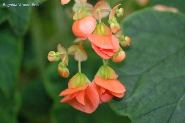 Всё о бегониях и не только...: Begonia 'Annan Belle'