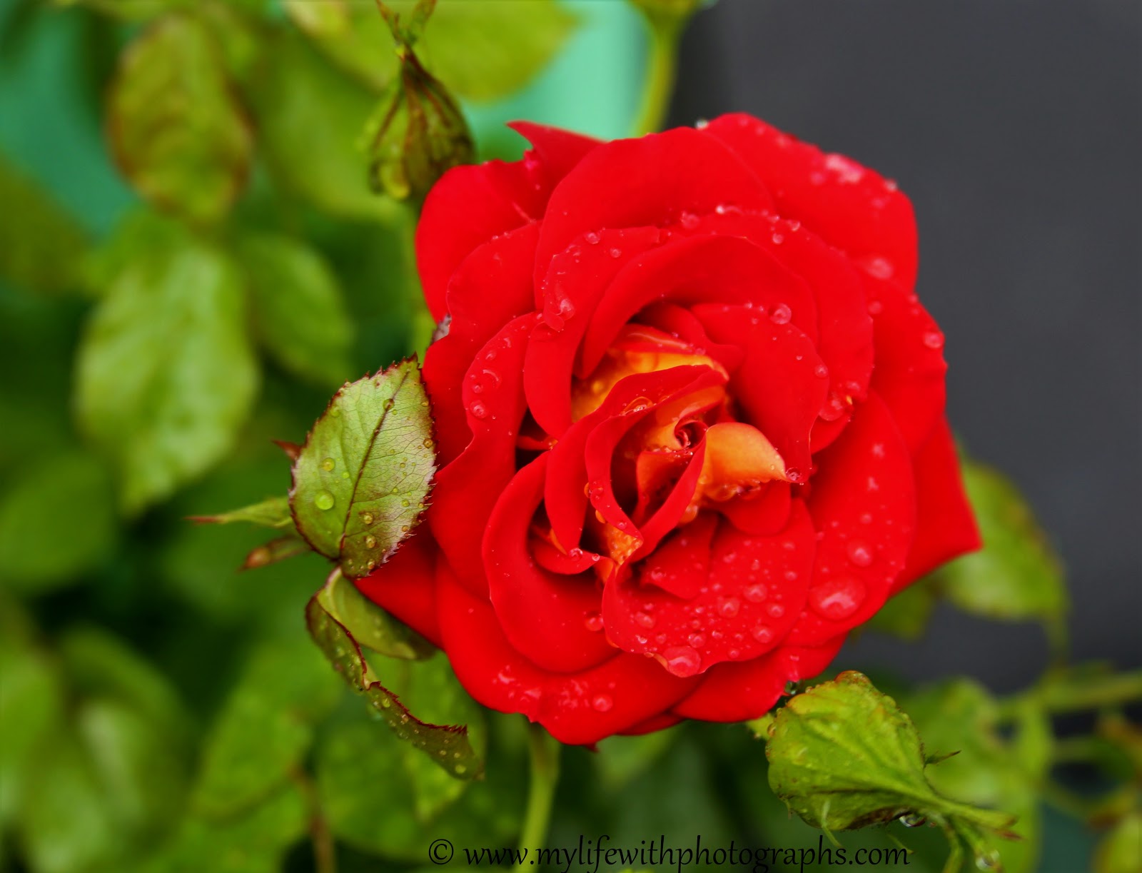 Mustard and Ketchup Roses