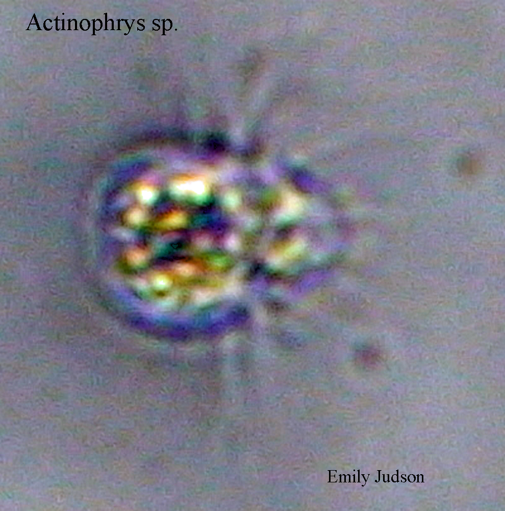 MicroAquarium Project Botany 111