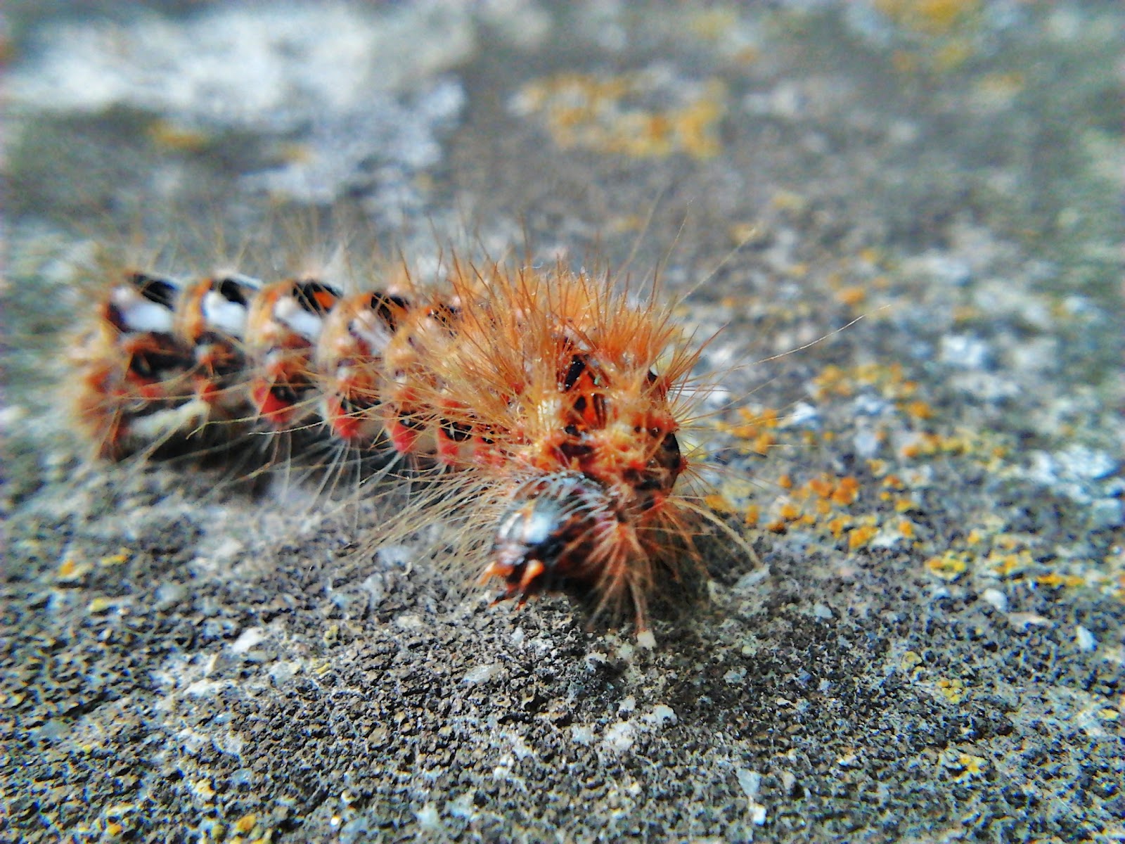 Photography - at it's finest: Beautiful Colored Caterpillar