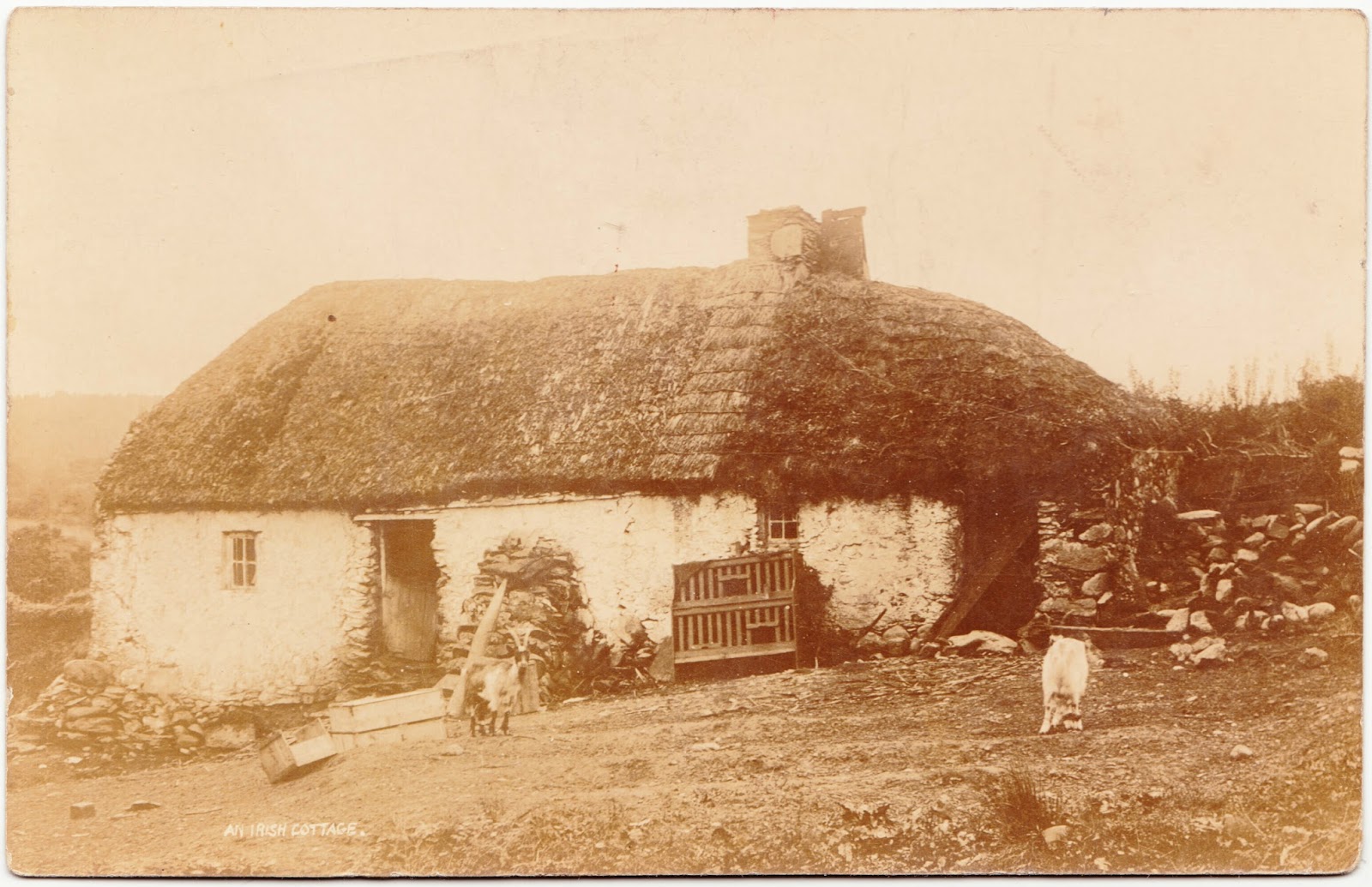 Papergreat: Vintage postcard of peaceful Irish cottage with goats