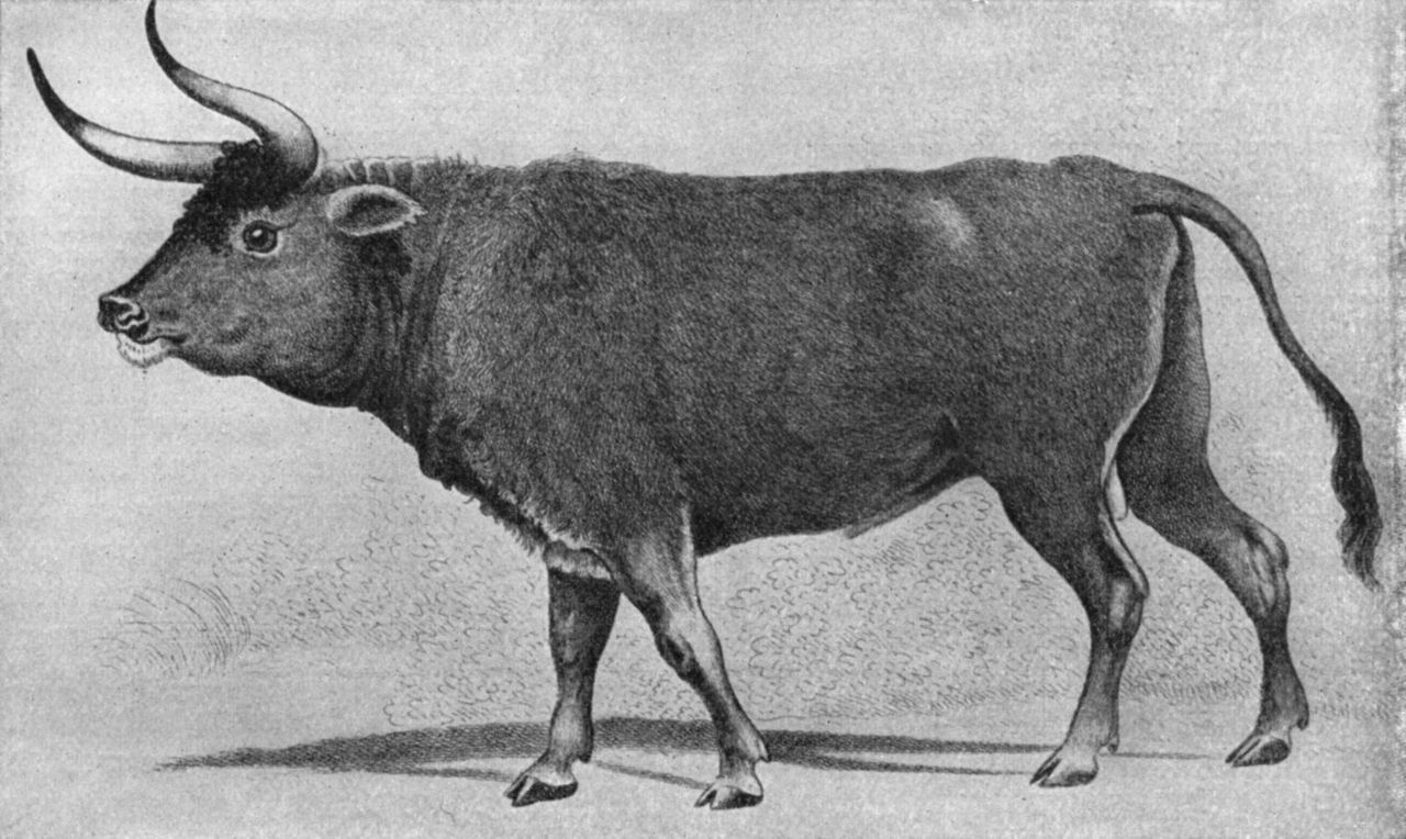 Abe's Animals: List of British extinct mammals by Wikipedia