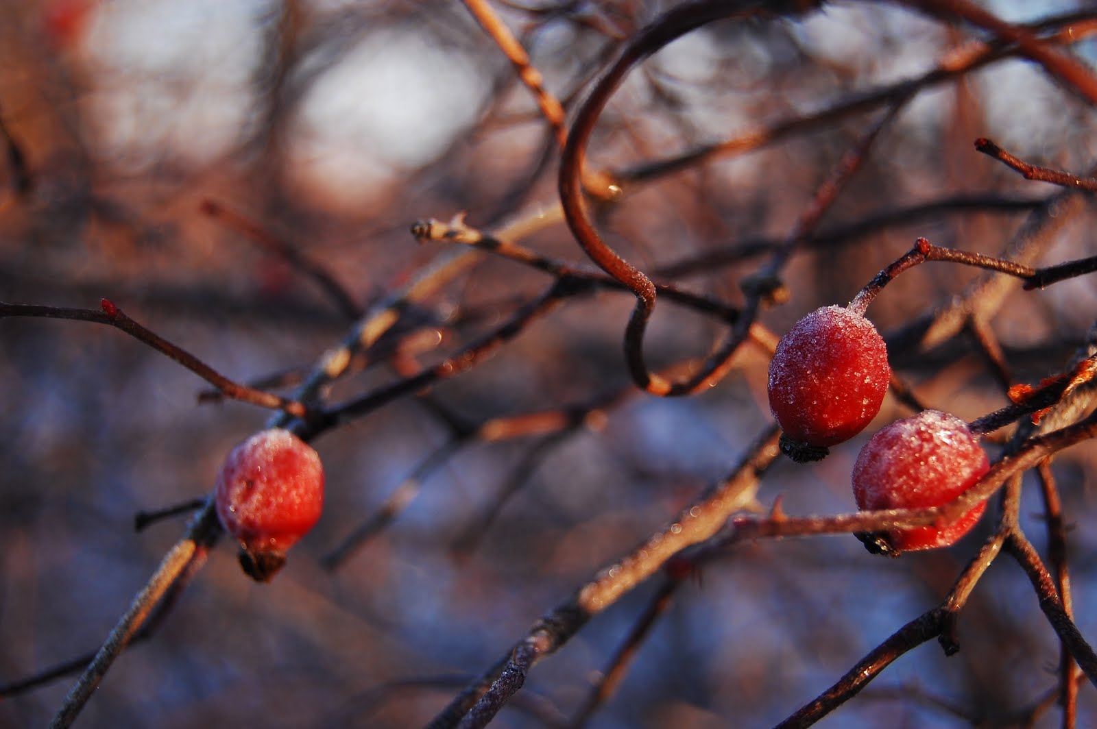 Poze si peisaje: Macese inghetate