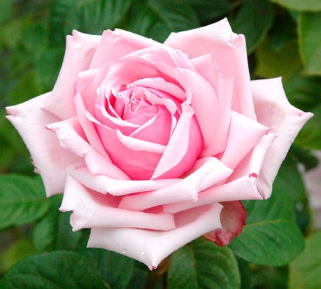 Flowerpedia: Intoxicating Fragranced Roses - La France