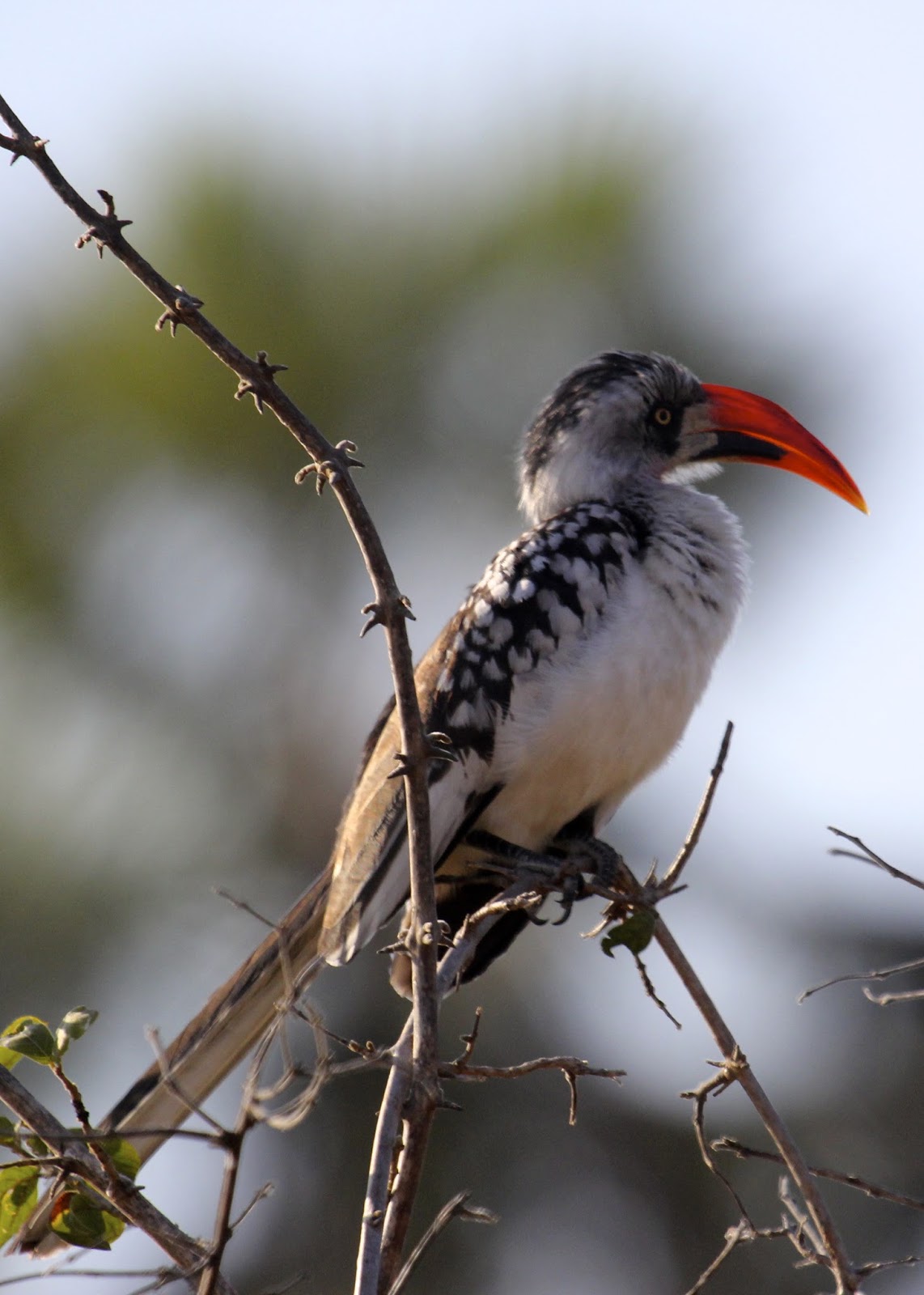 Neil's Daily Bird: Reborn