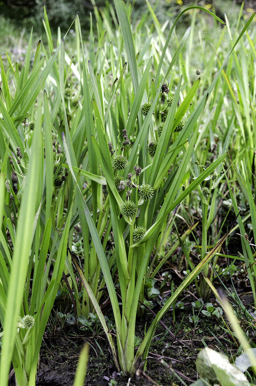 Flores y Paisajes de Asturias : Sparganium erectum