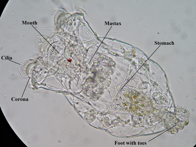 PrionicProtein: Rotíferos