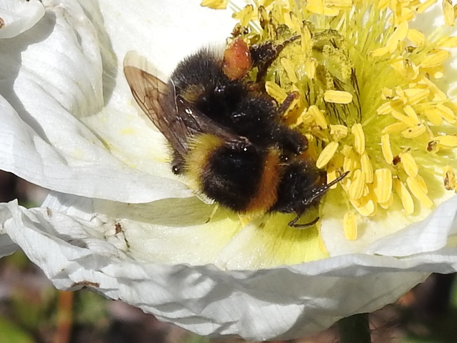 photographing New Zealand: Wednesday around the World and a Busy Bee