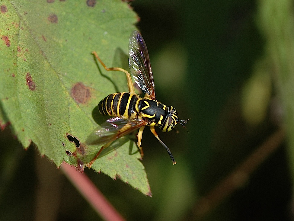 Field Biology in Southeastern Ohio: Insect Walk