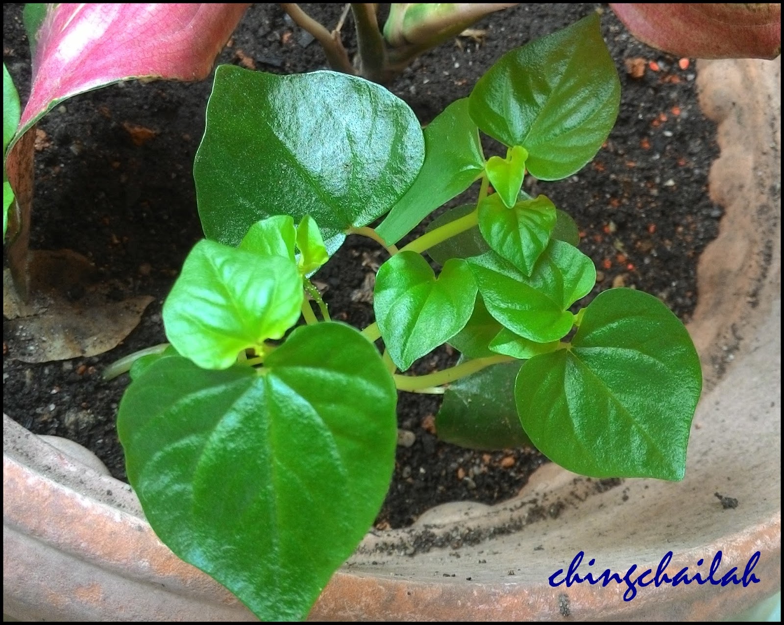 Ulasimang Bato Pansit Pansitan (peperomia Pellucida)