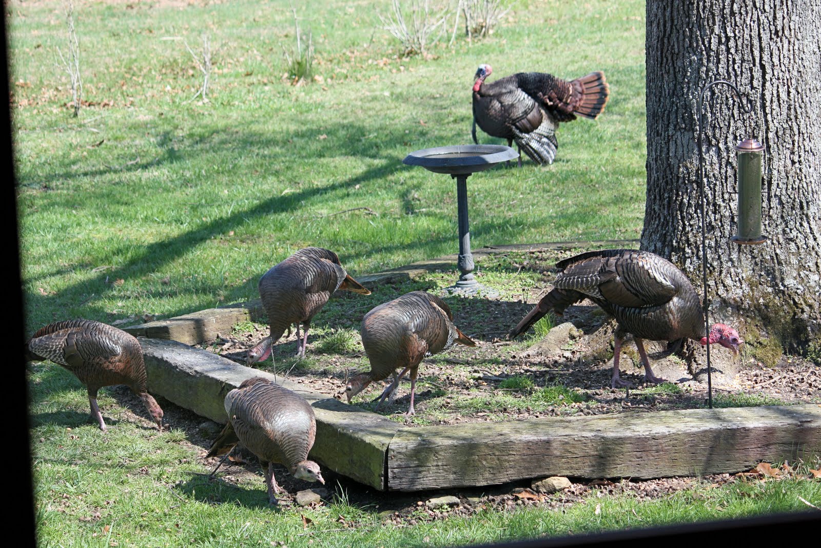Round The Bend: Wild Bird Wednesday: Strutting Turkey