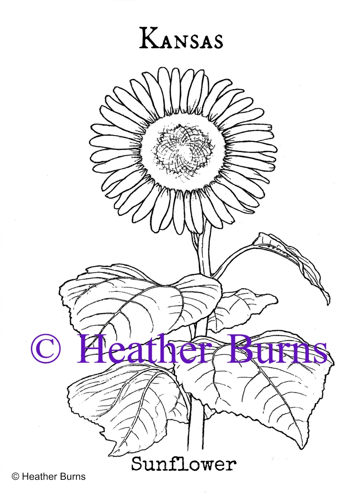 State Flower Coloring Book: Kansas State Flower: Sunflower