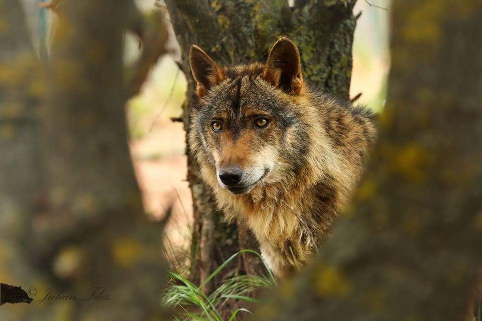 Comando Lobo: Lobo en paz, un secreto de cuatro patas