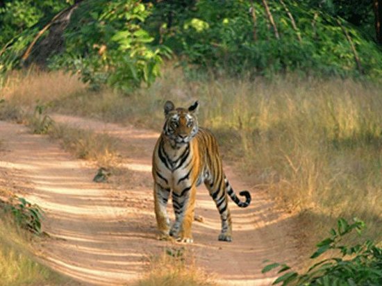 Jannaram Kawal Wildlife Sanctuary